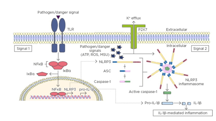 Autoinflammatory Diagnostics – Deak Research Group at Drexel