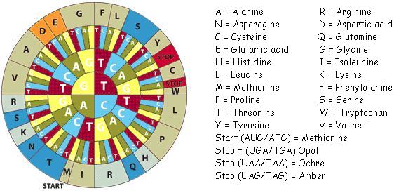 Amino Acid Codon Wheel
