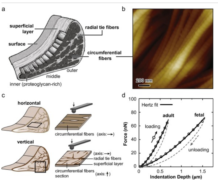 Publication – Soft Materials Group
